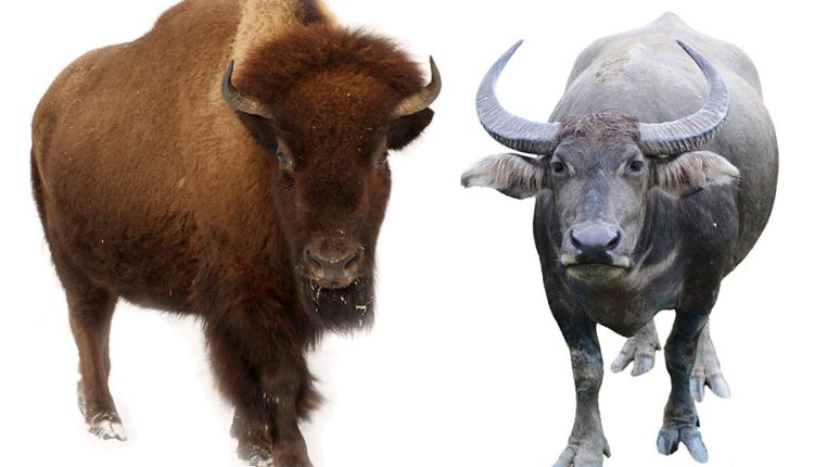 Bison vs Buffalo: A Deep Dive into Cultural Significance and Symbolism